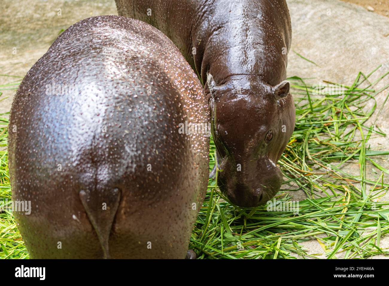Moo deng pygmy hippo viral hi-res stock photography and images - Alamy