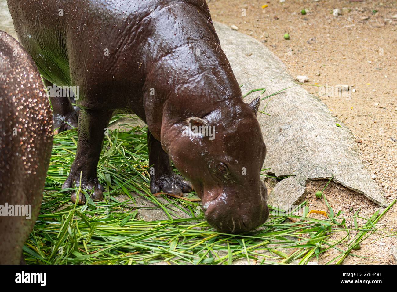 A baby hippopotamus is causing a fan frenzy in Thailand. Moo Deng - a ...