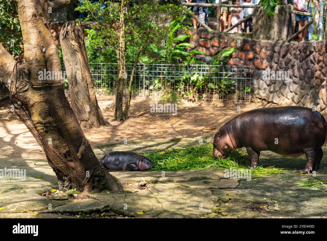 A baby hippopotamus is causing a fan frenzy in Thailand. Moo Deng - a ...