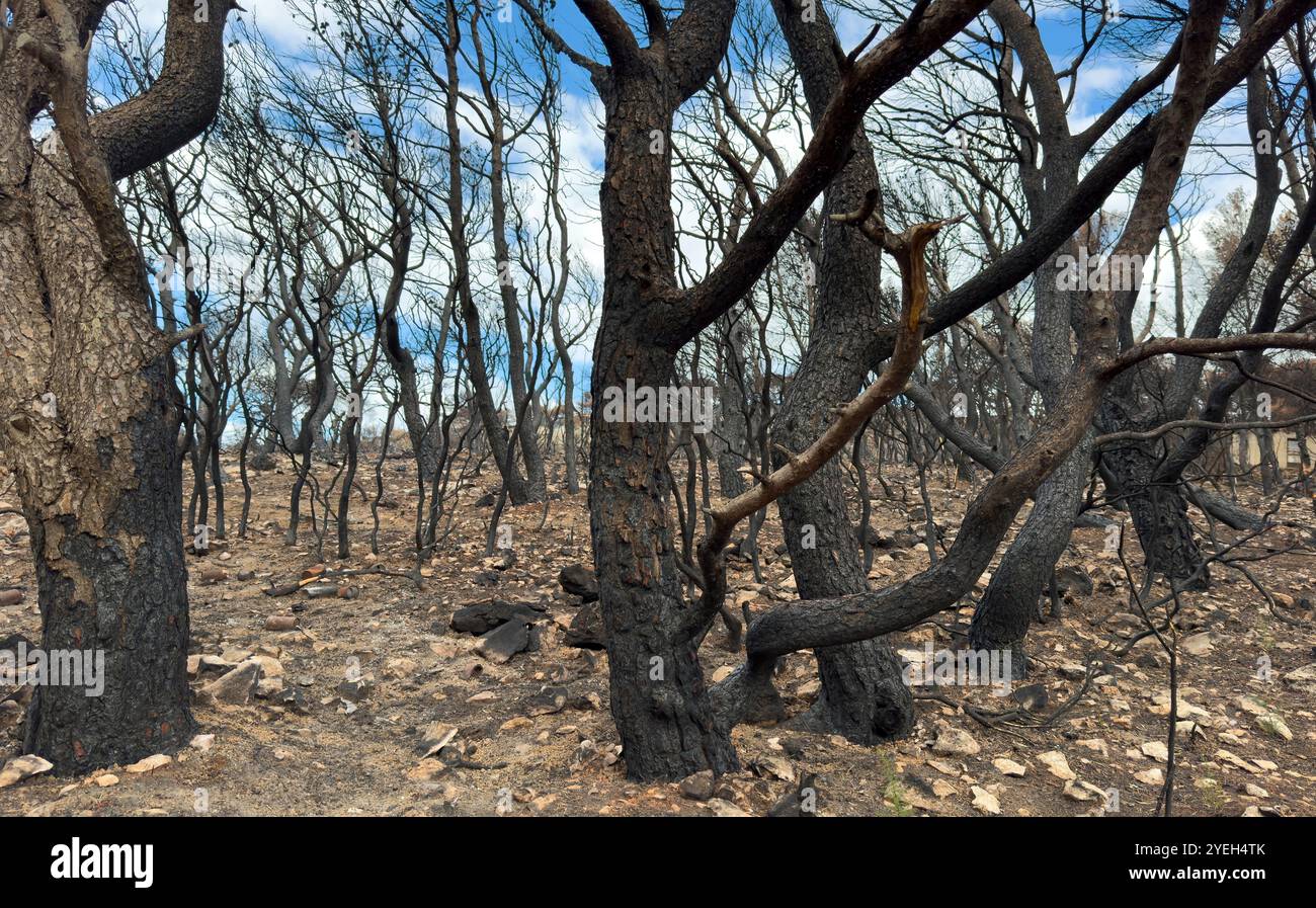 Forest fire, Burned trees, burnt forest, woods after wildfire. Disaster ...