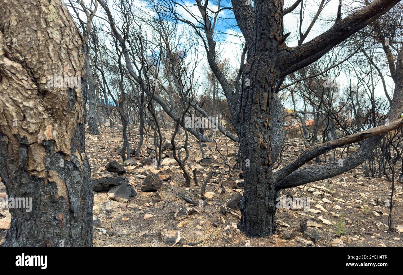 Forest fire, Burned trees, burnt forest, woods after wildfire. Disaster ...