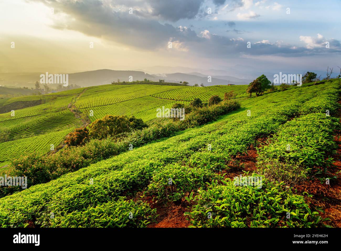 Amazing landscape view tea hi-res stock photography and images - Alamy
