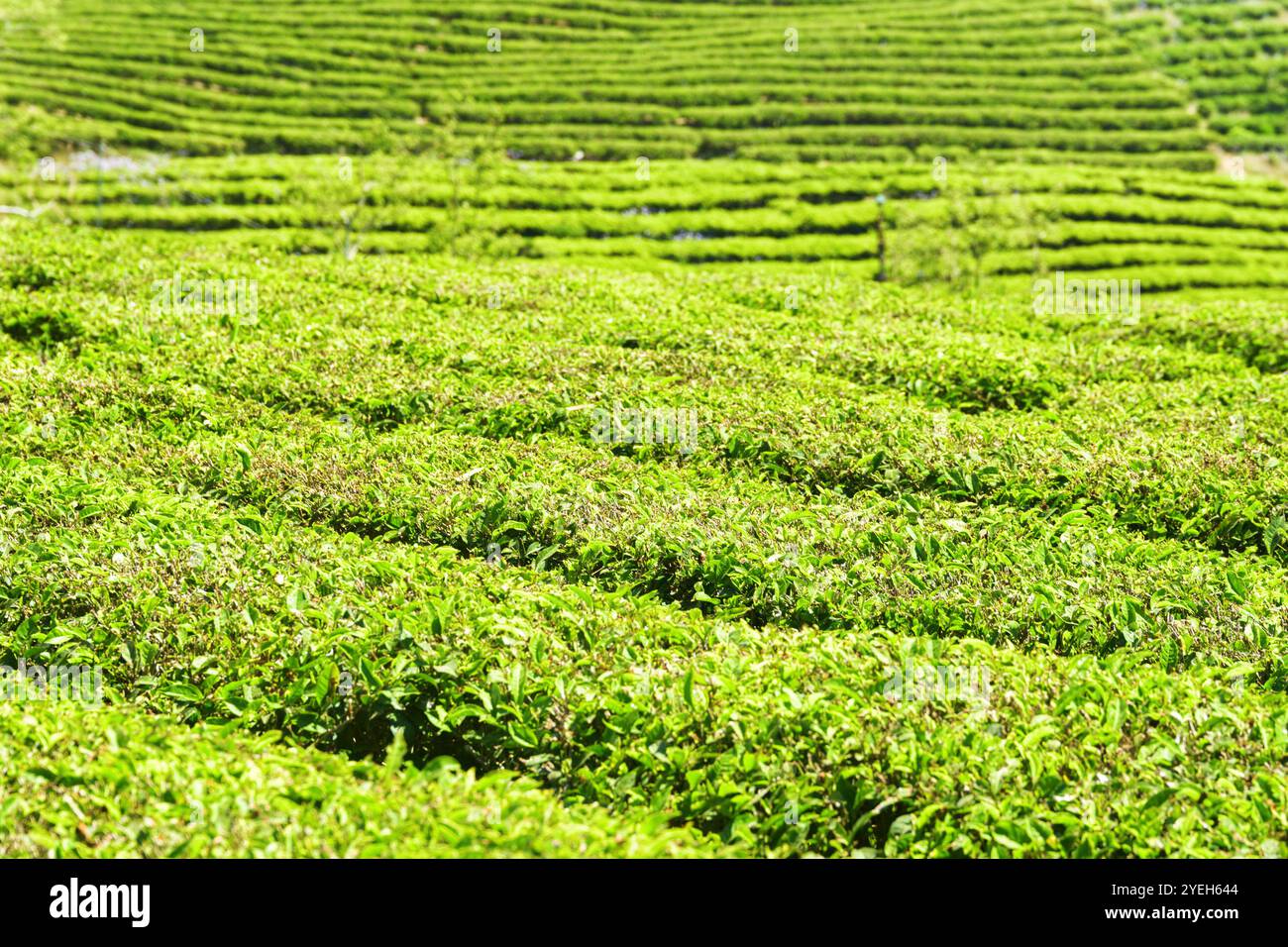 Tea plantation asia hi-res stock photography and images - Alamy