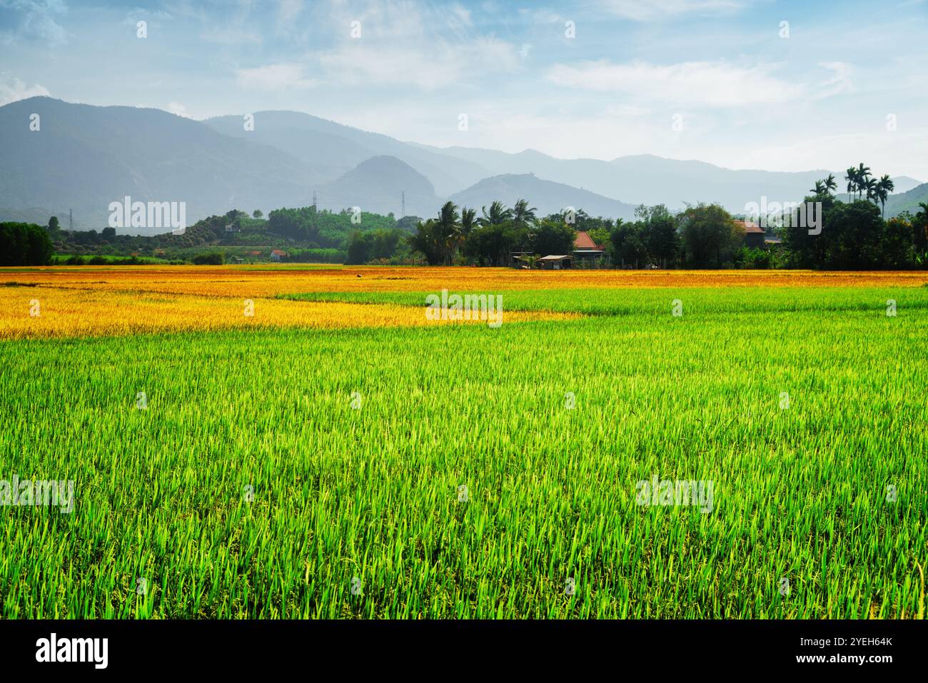 Scenic colorful rice fields. Various phases of rice cultivation Stock ...