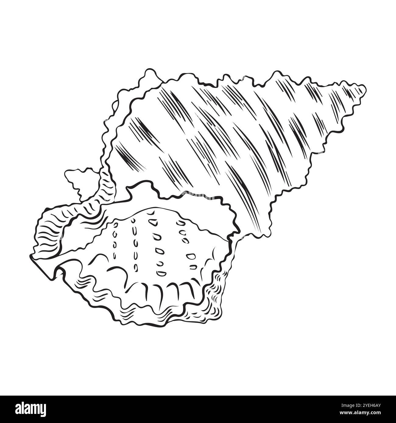 Scallop Seashell Outline