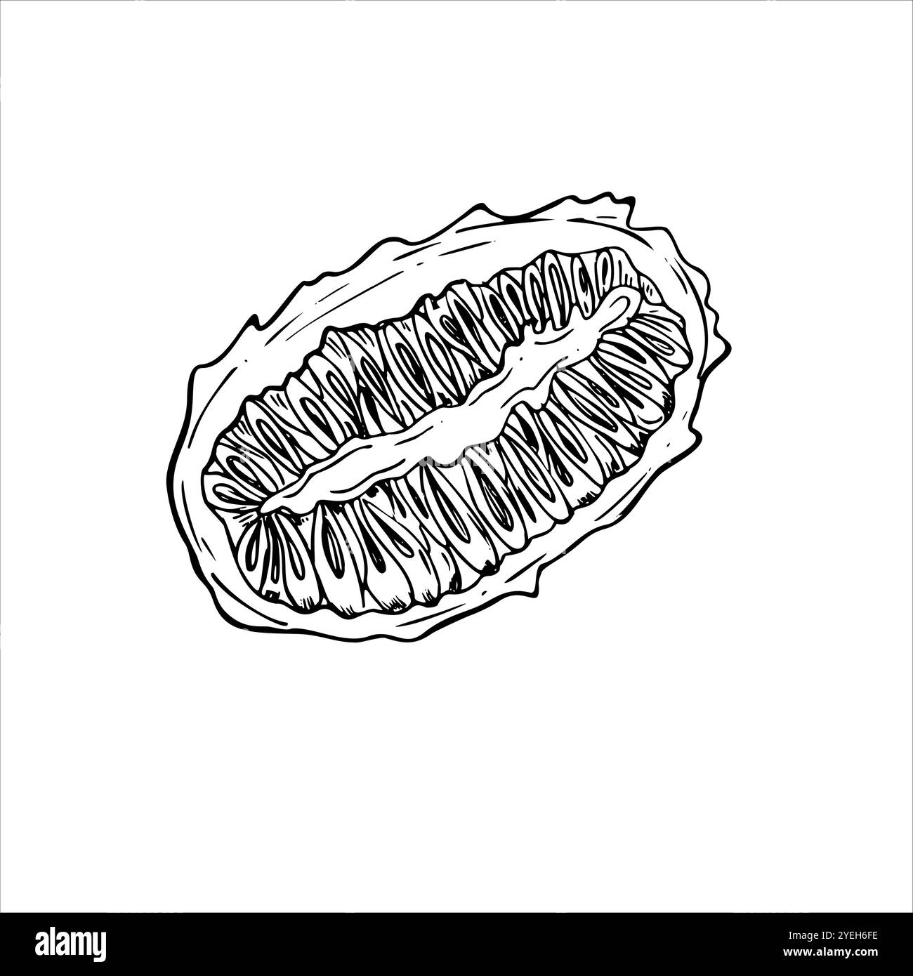 Exotic fruit engraving sweet Stock Vector Images - Alamy