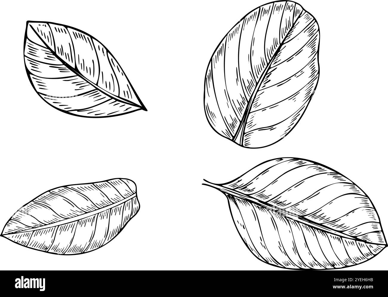 Calathea plant Stock Vector Images - Alamy