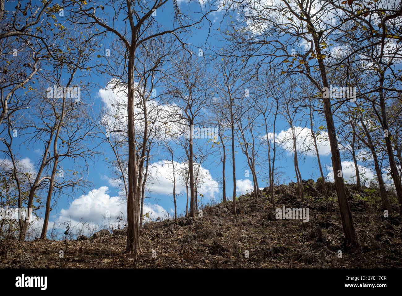Dry teak trees canopy in the forest with blue sky background. Natural ...