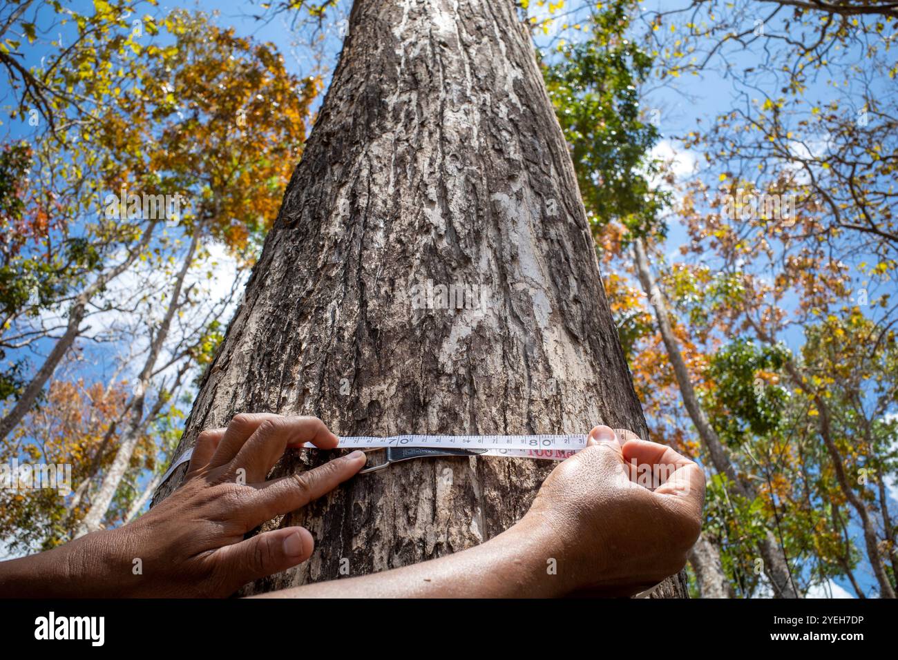 Measuring the circumference of teak tree trunks, Tectona grandis, using ...