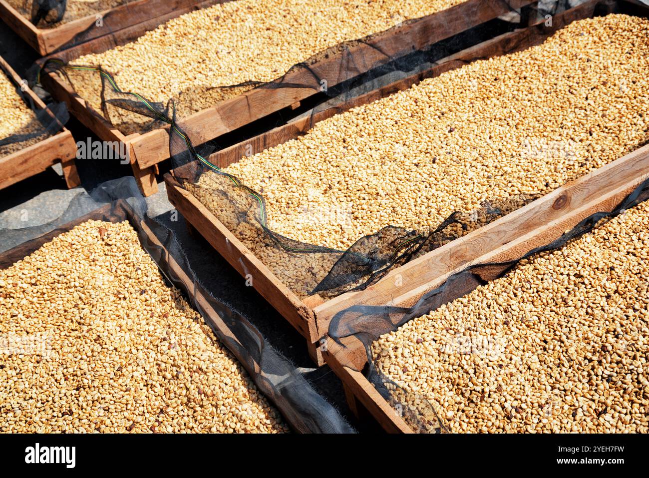 Robusta coffee crop hi-res stock photography and images - Alamy