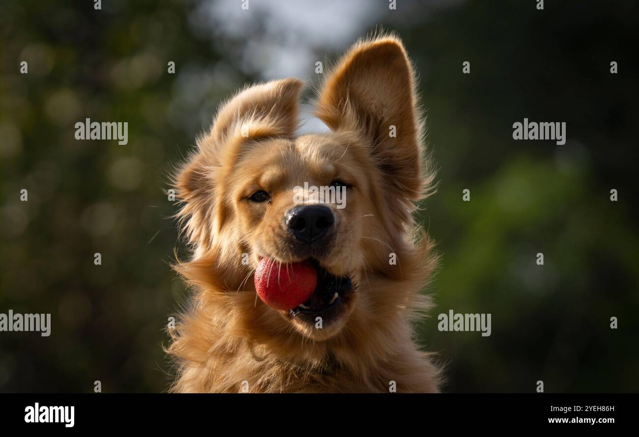 A Nepal's Armed Police Force dog displays skills at their kennel ...