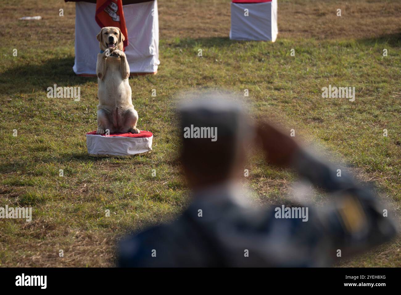 A Nepal's Armed Police Force dog displays skills at their kennel ...