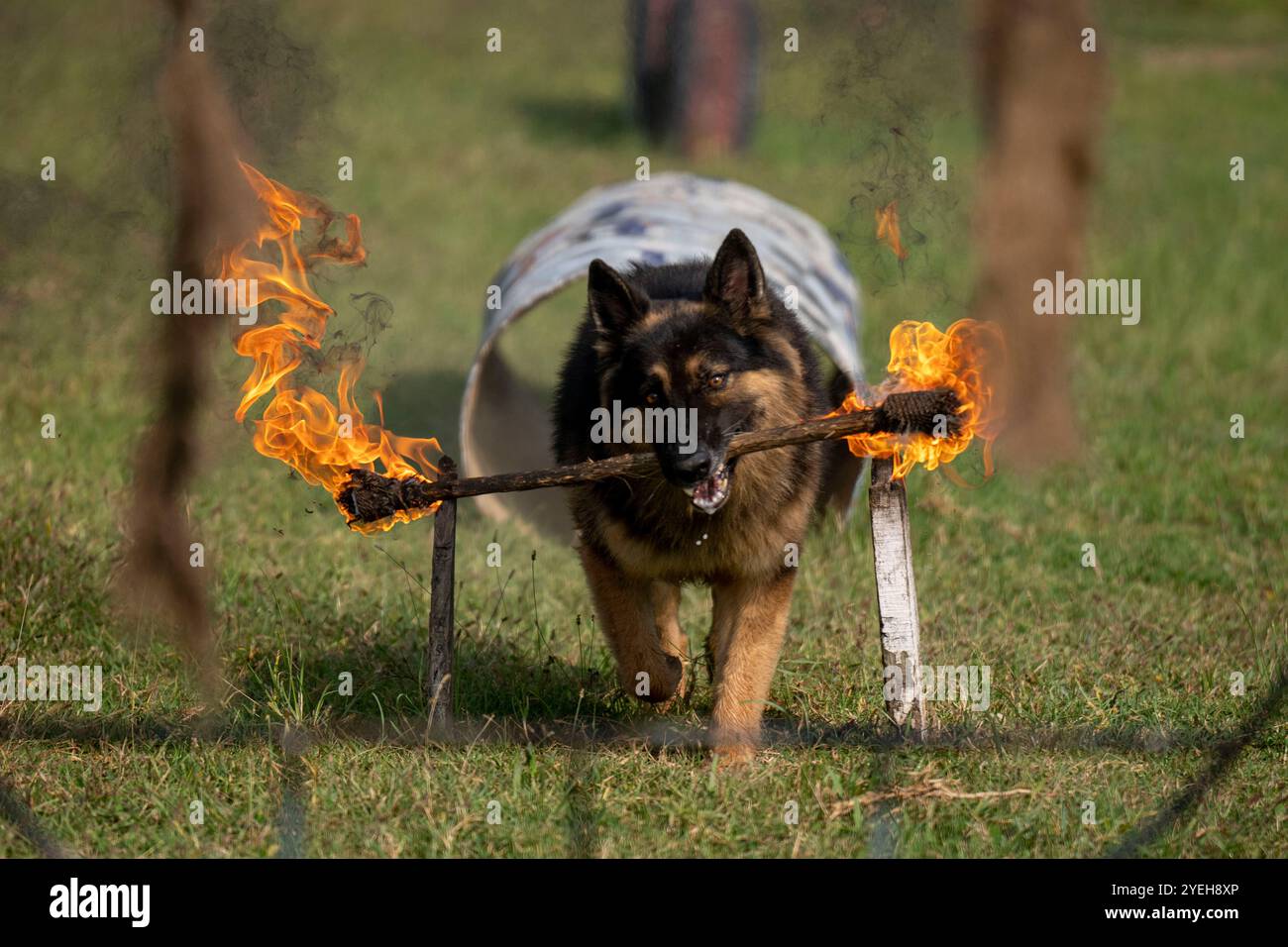 A Nepal's Armed Police Force dog displays skills at their kennel ...