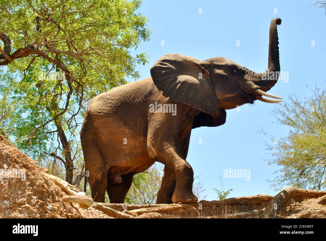 African elephant near water in hi-res stock photography and images - Alamy