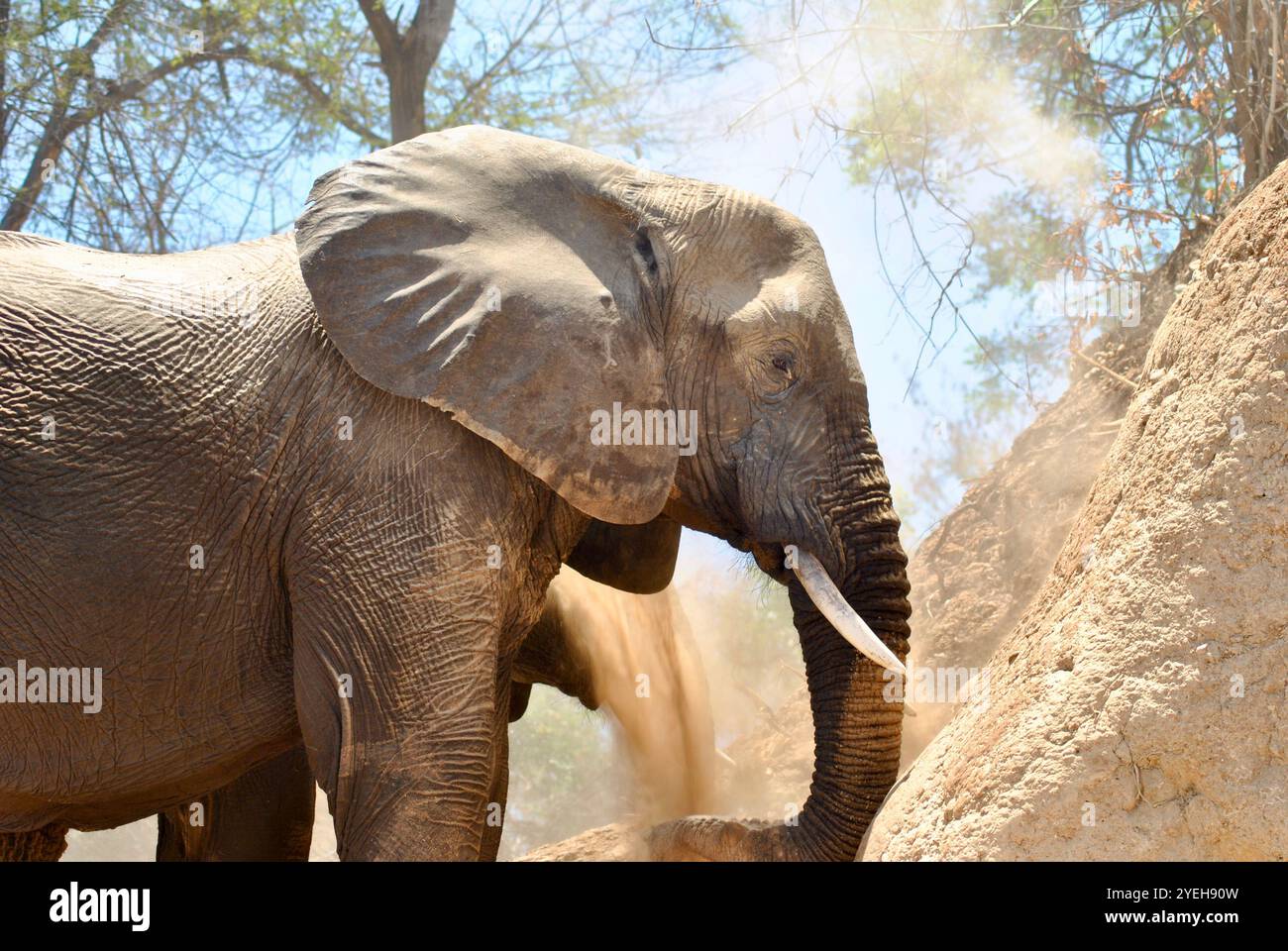 African elephant near water in hi-res stock photography and images - Alamy