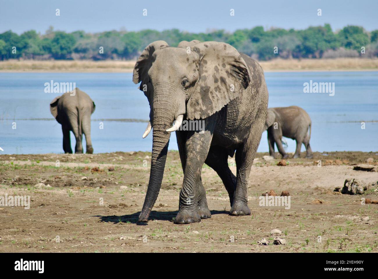 Elephants safari scene hi-res stock photography and images - Alamy