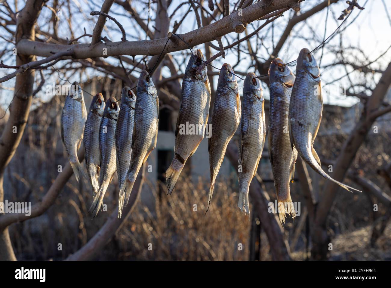 salted fish drying on a rope outside Stock Photo - Alamy