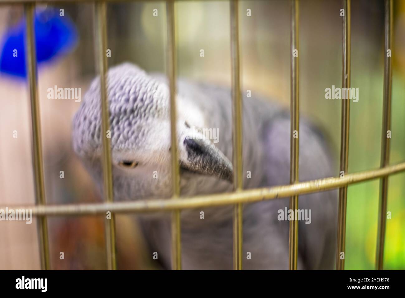 gray parrot looks through a cage. Bird protection Stock Photo - Alamy