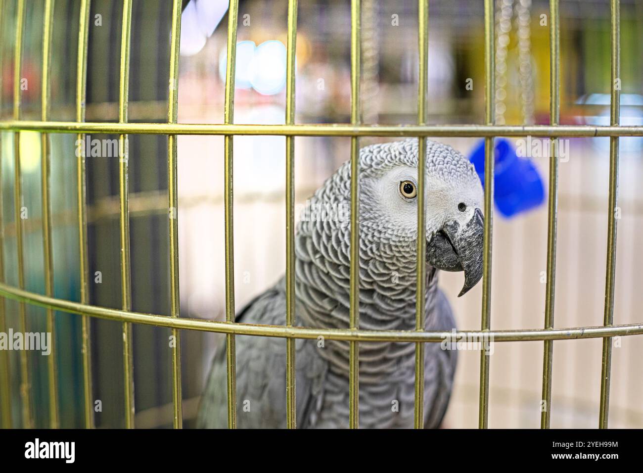 gray parrot looks through a cage. Bird protection Stock Photo - Alamy