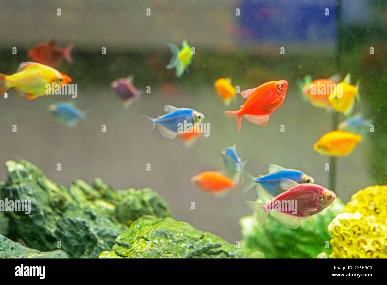 Aesthetics fish hi-res stock photography and images - Alamy