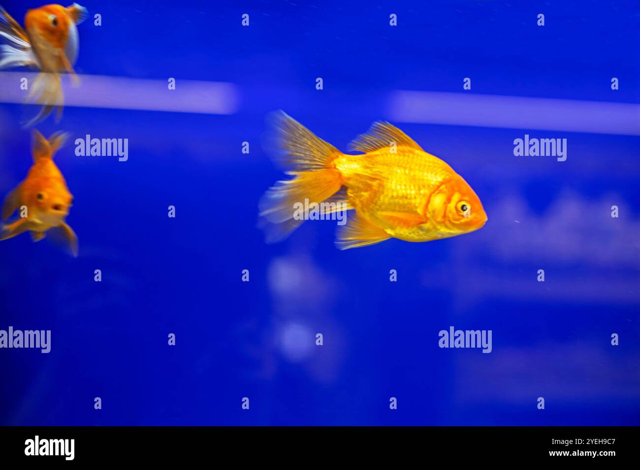 beautiful goldfish in an aquarium. Traditions Stock Photo - Alamy