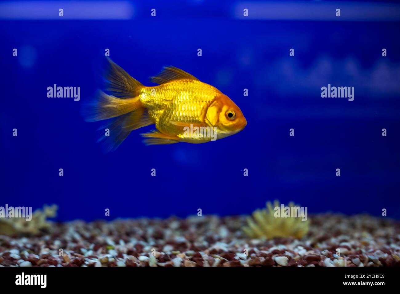 one beautiful goldfish in an aquarium. Traditions Stock Photo - Alamy
