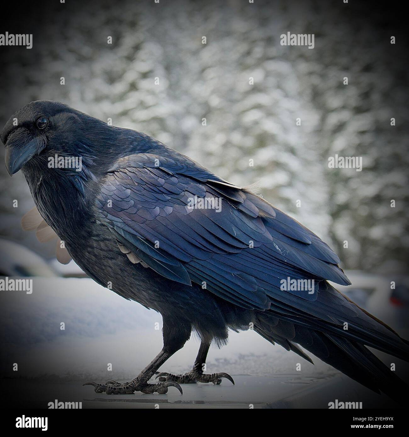 Raven Feathers Raven Feathers Stock Illustrations – 3,774 Raven