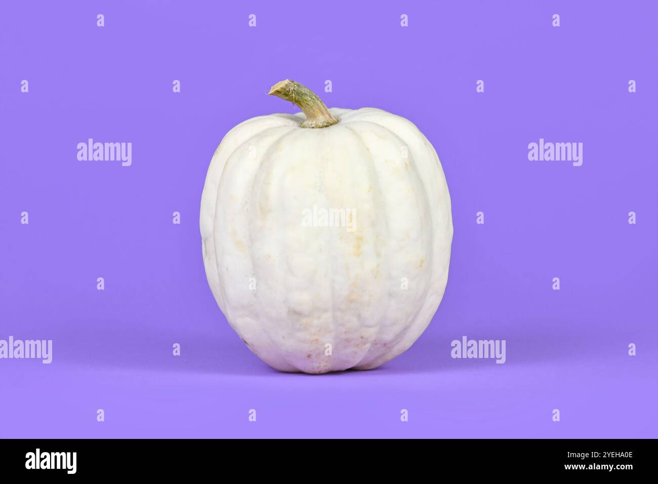 White aquorn squash 'White Pearl' on purple background Stock Photo - Alamy