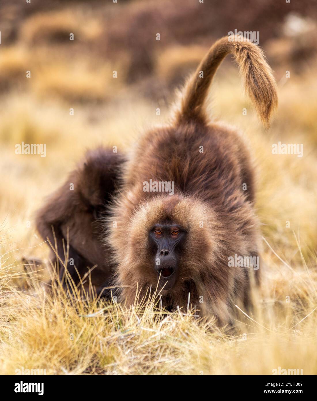Gelada sometimes called baboon hi-res stock photography and images - Alamy