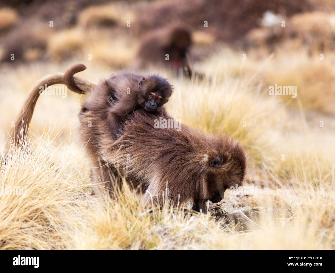 Female with baby of Gelada (Theropithecus gelada), sometimes called the ...