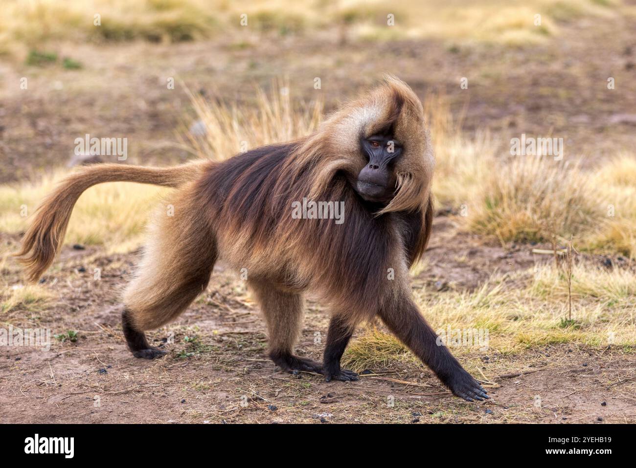 Alpha male of endemic animal monkey Gelada baboon. Theropithecus gelada ...
