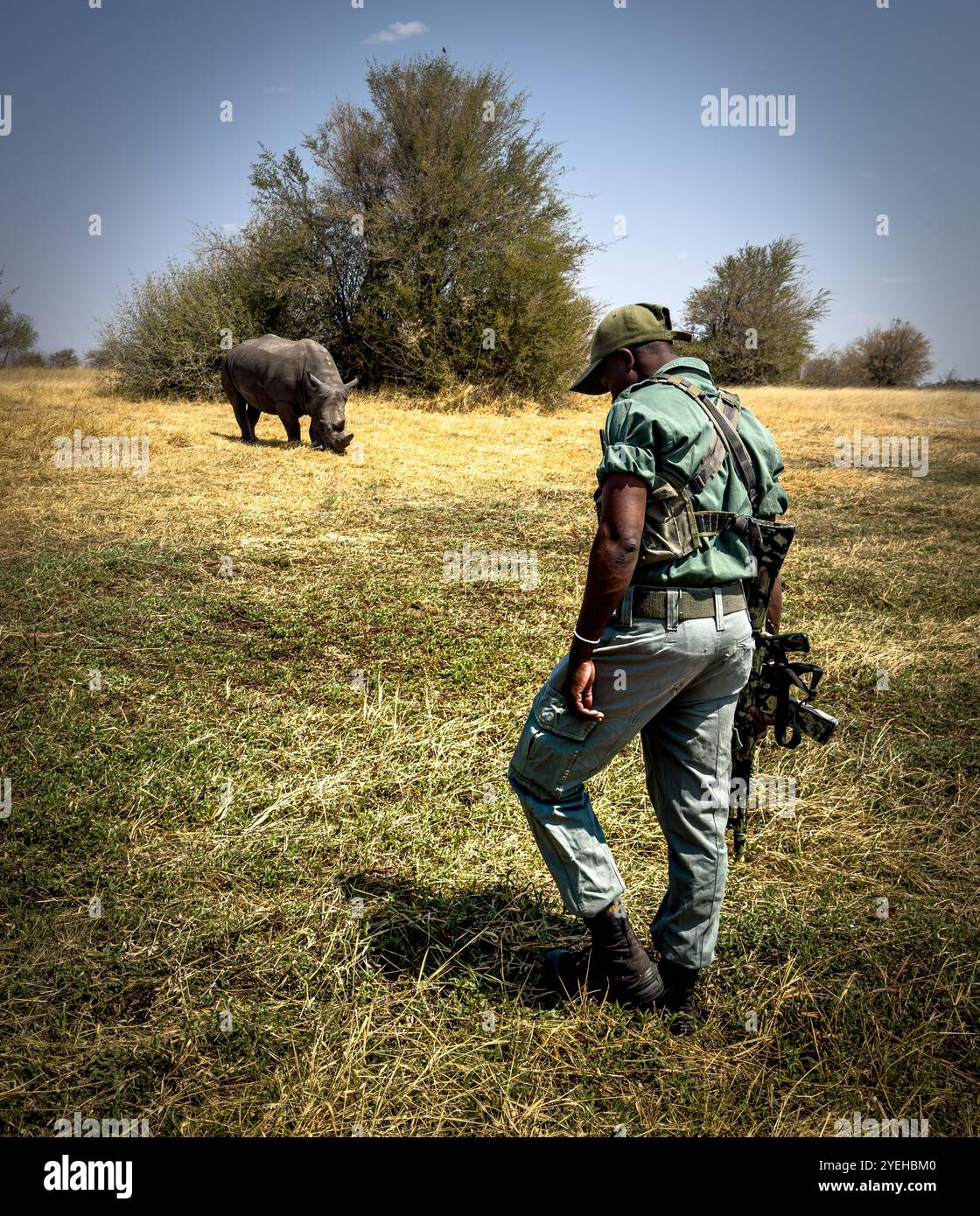 Rhinoceros and its protector from poachers Stock Photo - Alamy