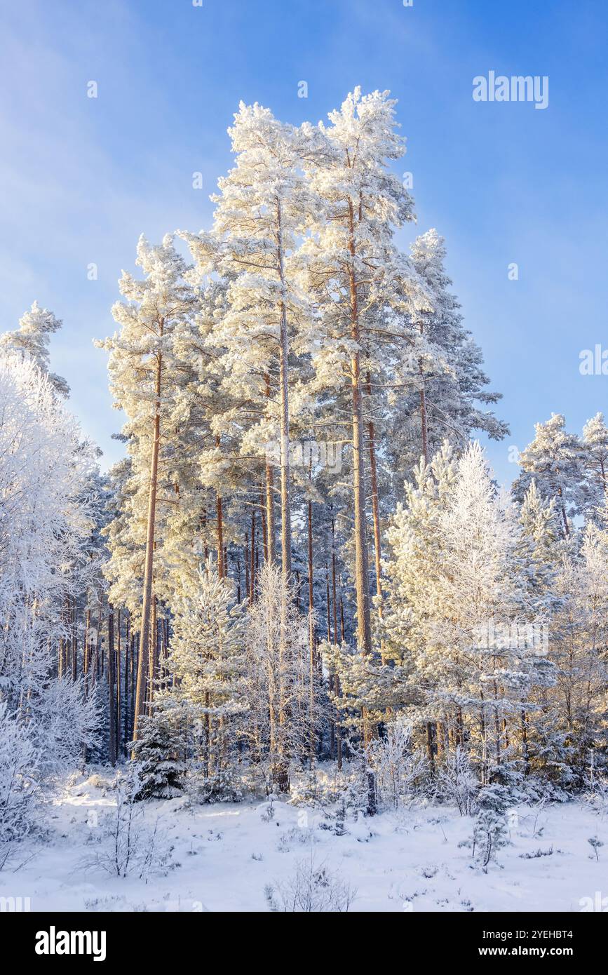 Winter low light trees people hi-res stock photography and images - Alamy