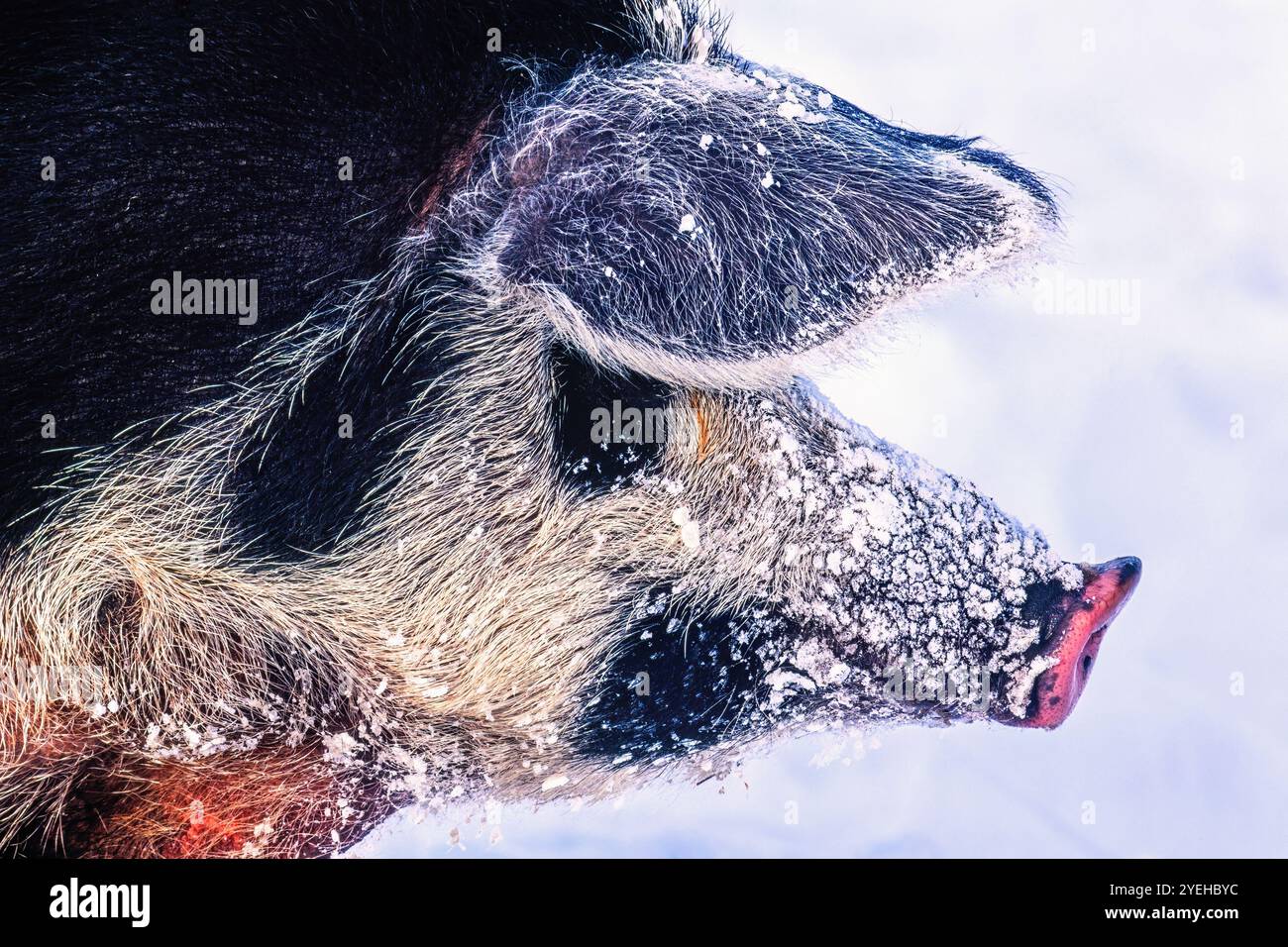 Pig with fur outdoors in winter with frost on the nose Stock Photo - Alamy