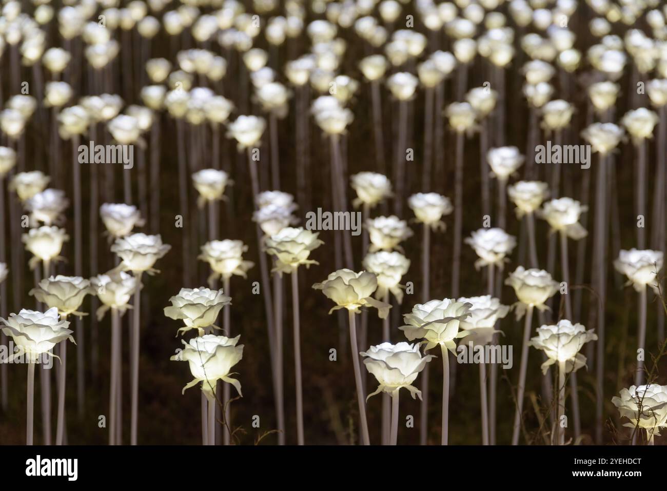 Rose night light hi-res stock photography and images - Alamy