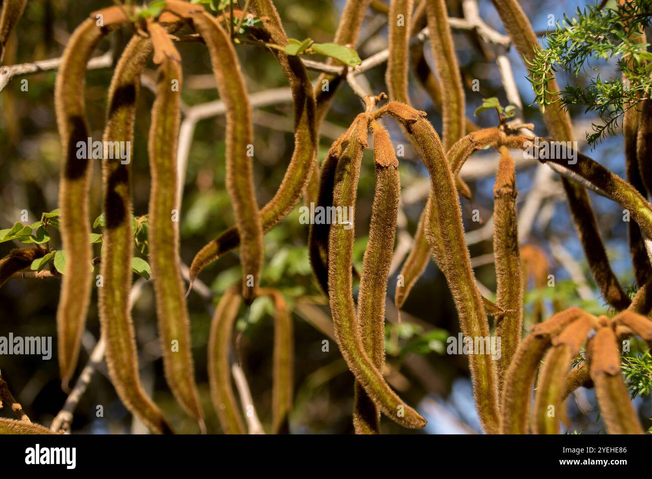 Long, curvy, fuzzy brown seed pods of Golden Trumpet tree, Handroanthus ...