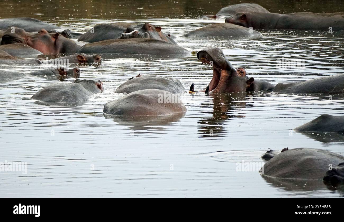 Retina hippo pool hi-res stock photography and images - Alamy