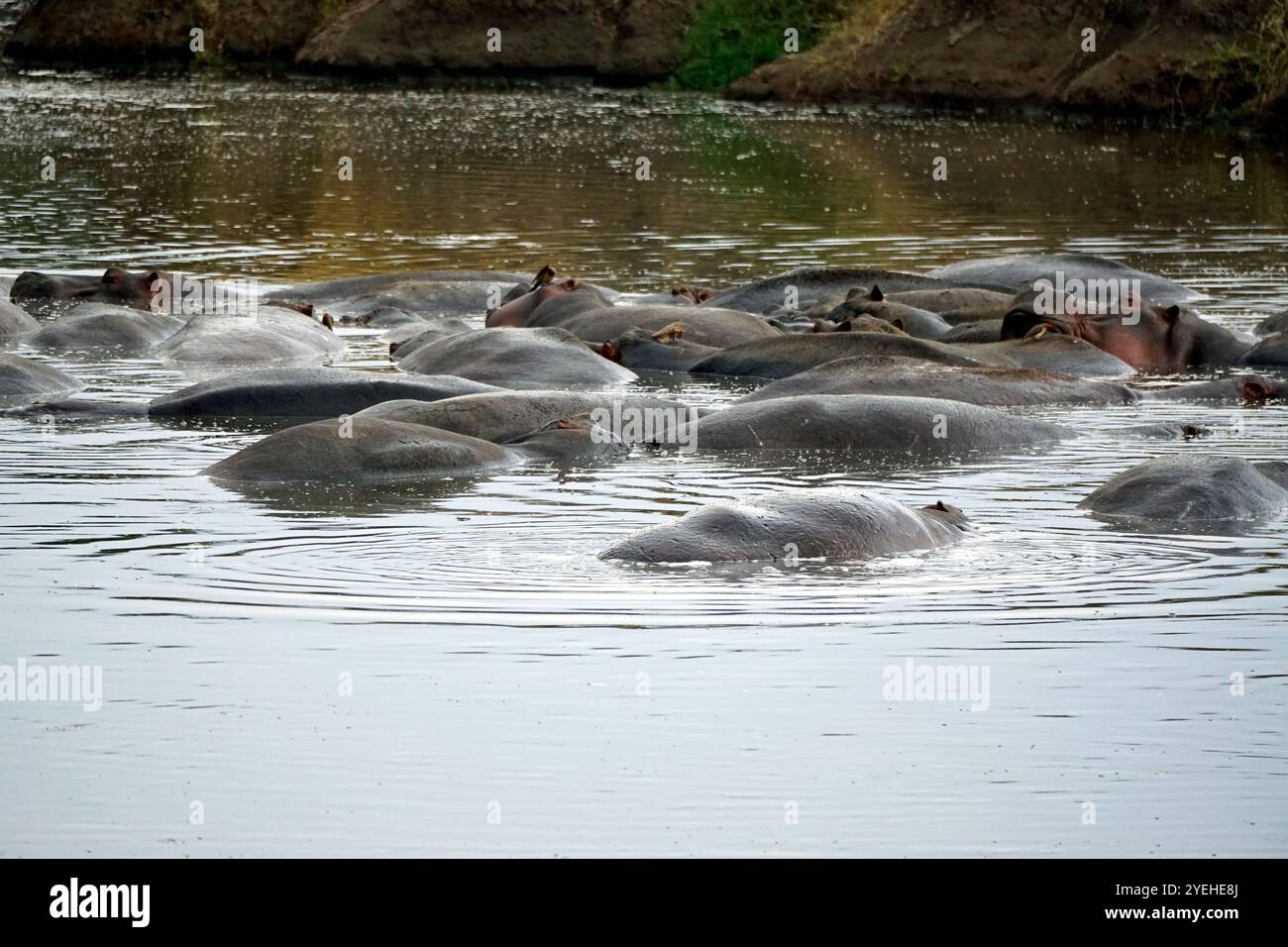 Retina hippo pool hi-res stock photography and images - Alamy