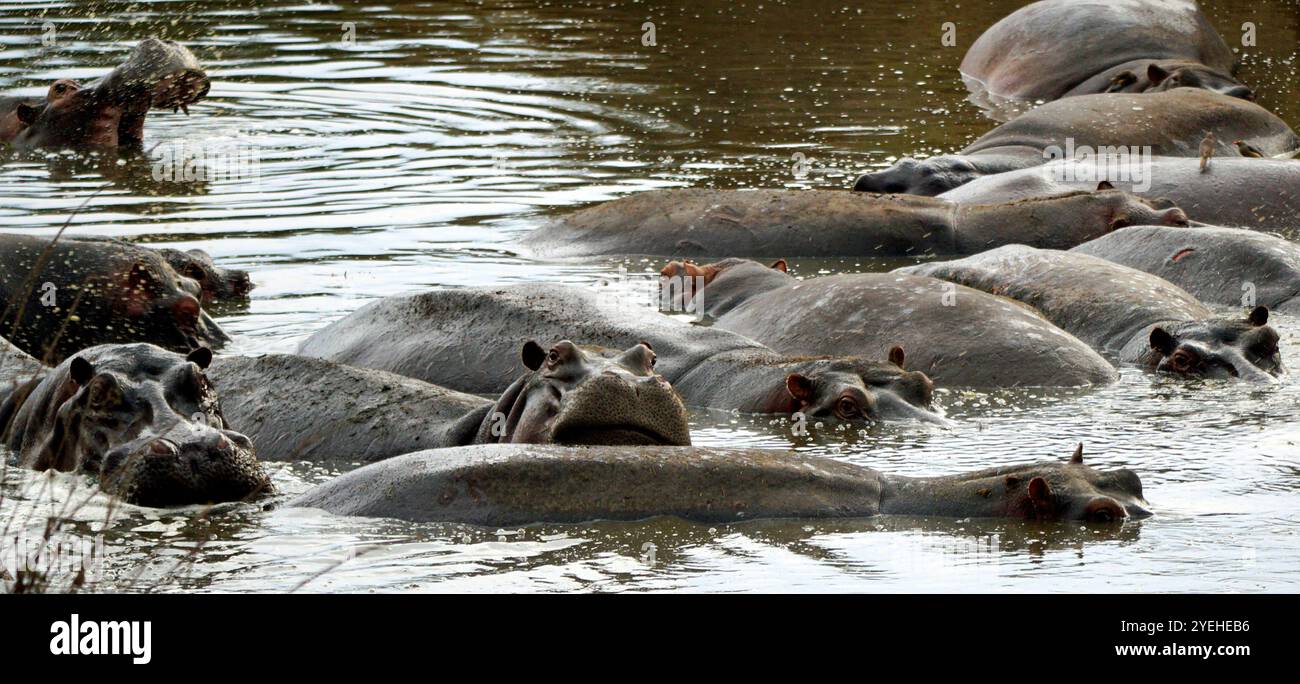 Retina hippo pool hi-res stock photography and images - Alamy