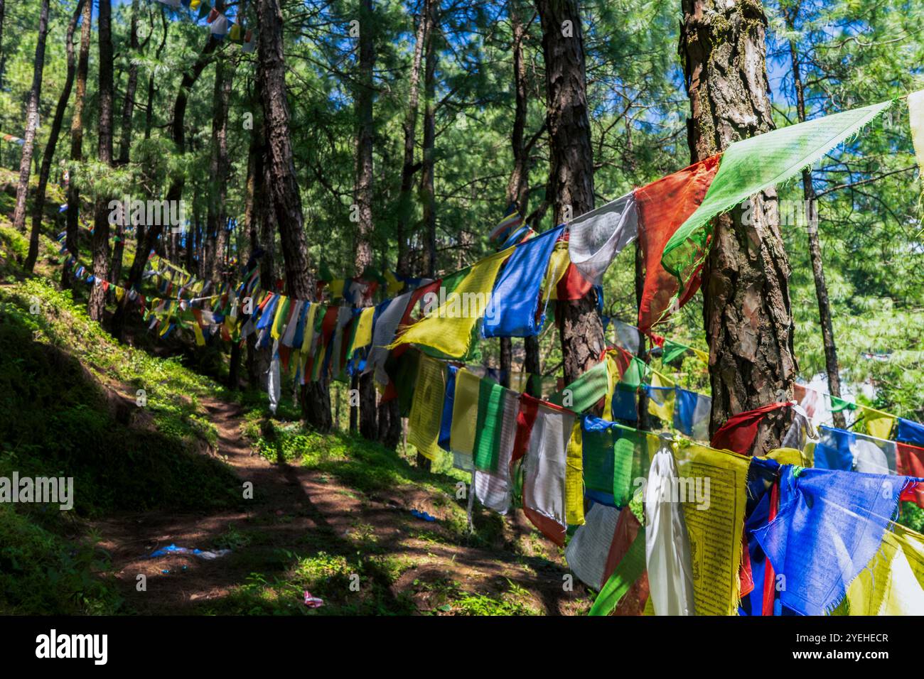 Hiking in the Shivapuri National Park of Kathmandu Nepal Natural Flora ...