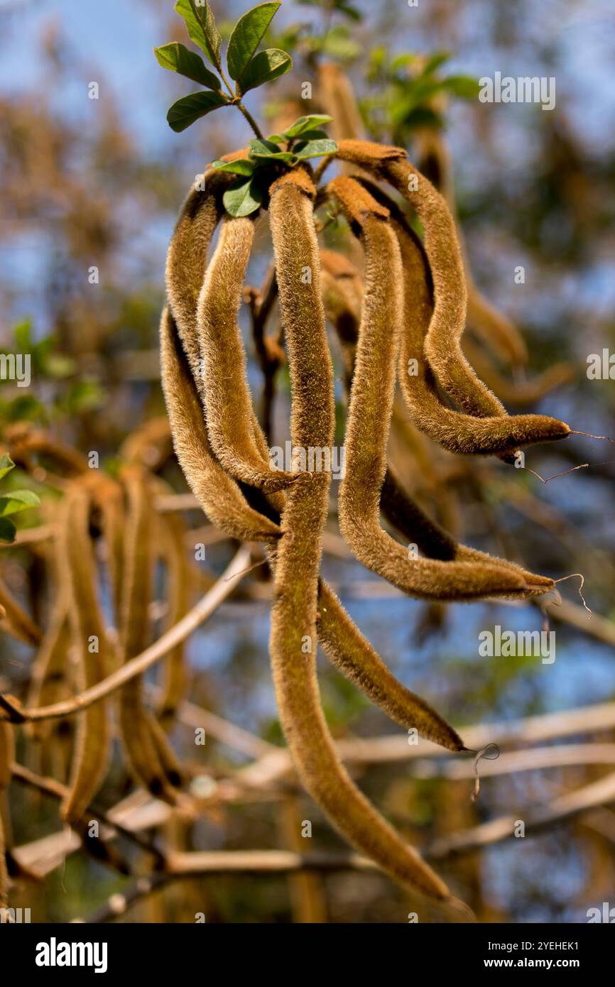 Long, curvy, fuzzy brown seed pods of Golden Trumpet tree, Handroanthus ...