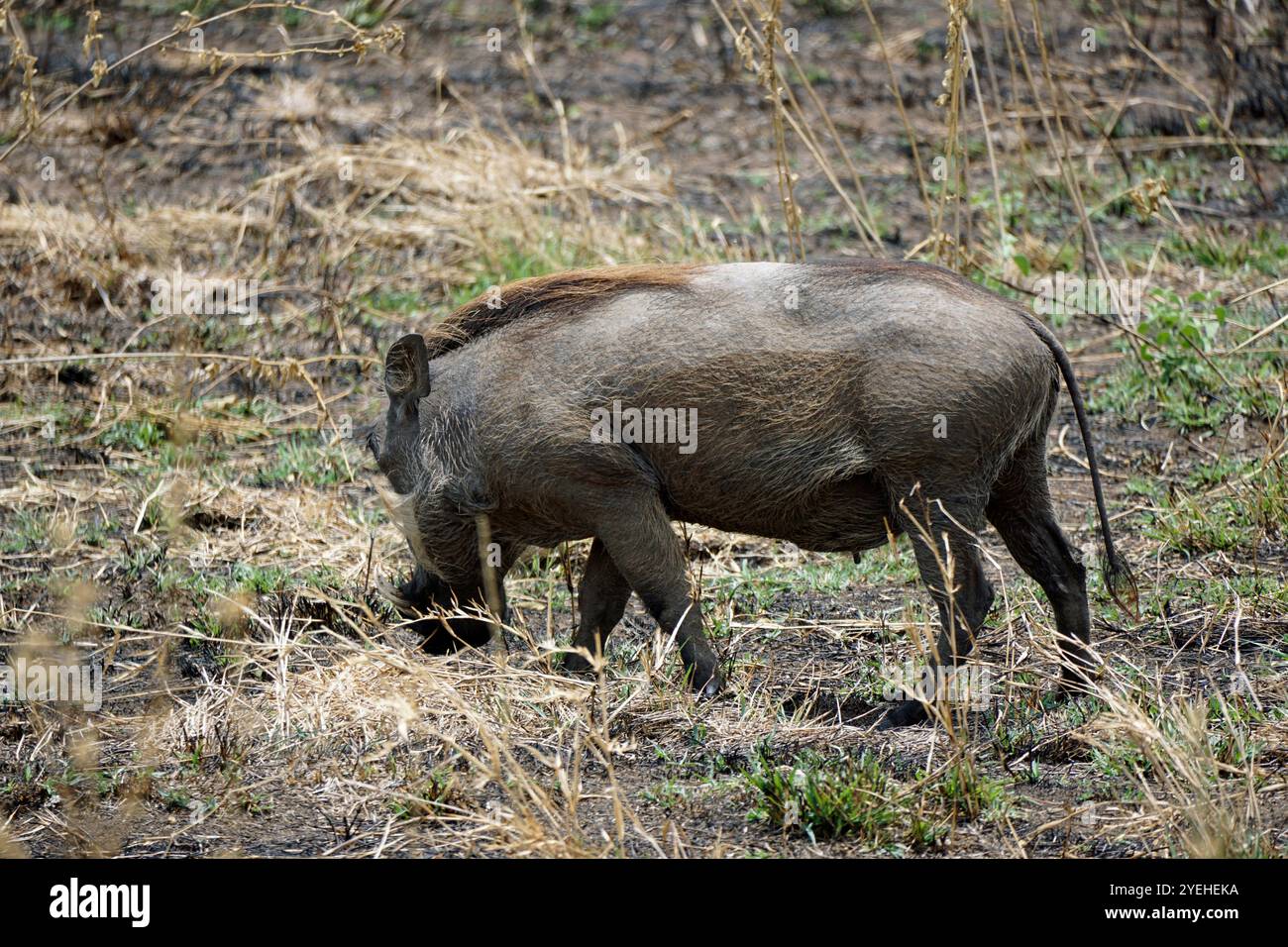 Warthog burrow hi-res stock photography and images - Alamy