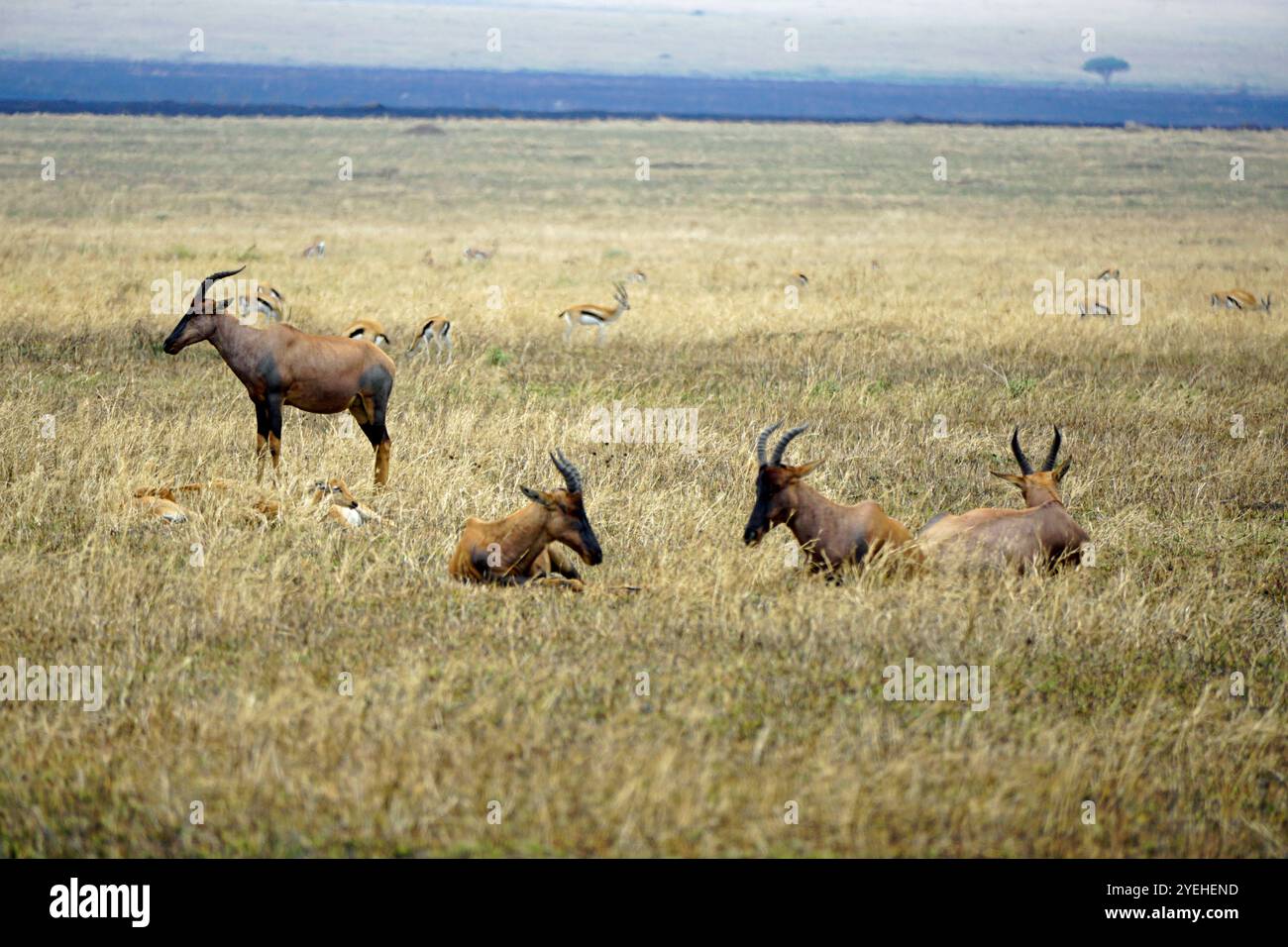 Topi antelopes hi-res stock photography and images - Alamy