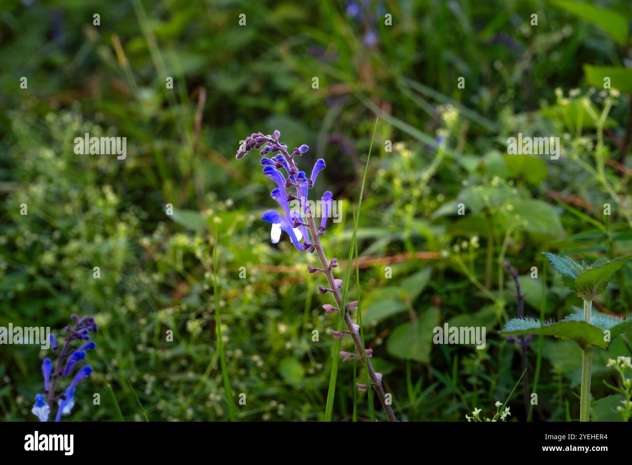 Hiking in the Shivapuri National Park of Kathmandu Nepal Natural Flora Landscapes of Tarebhir ...