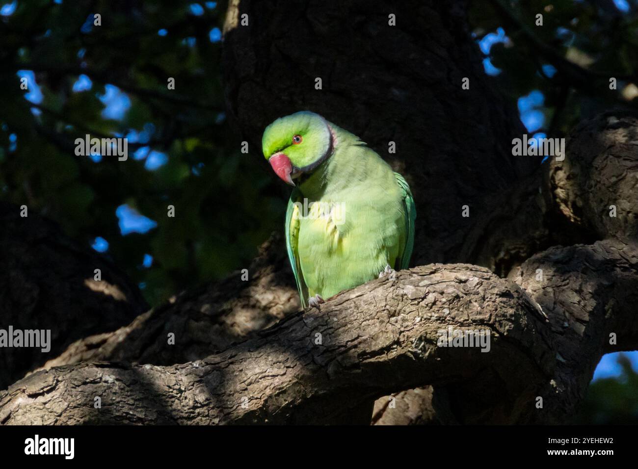 Ring-necked parakeet, Psittacula krameri. London, UK Stock Photo - Alamy
