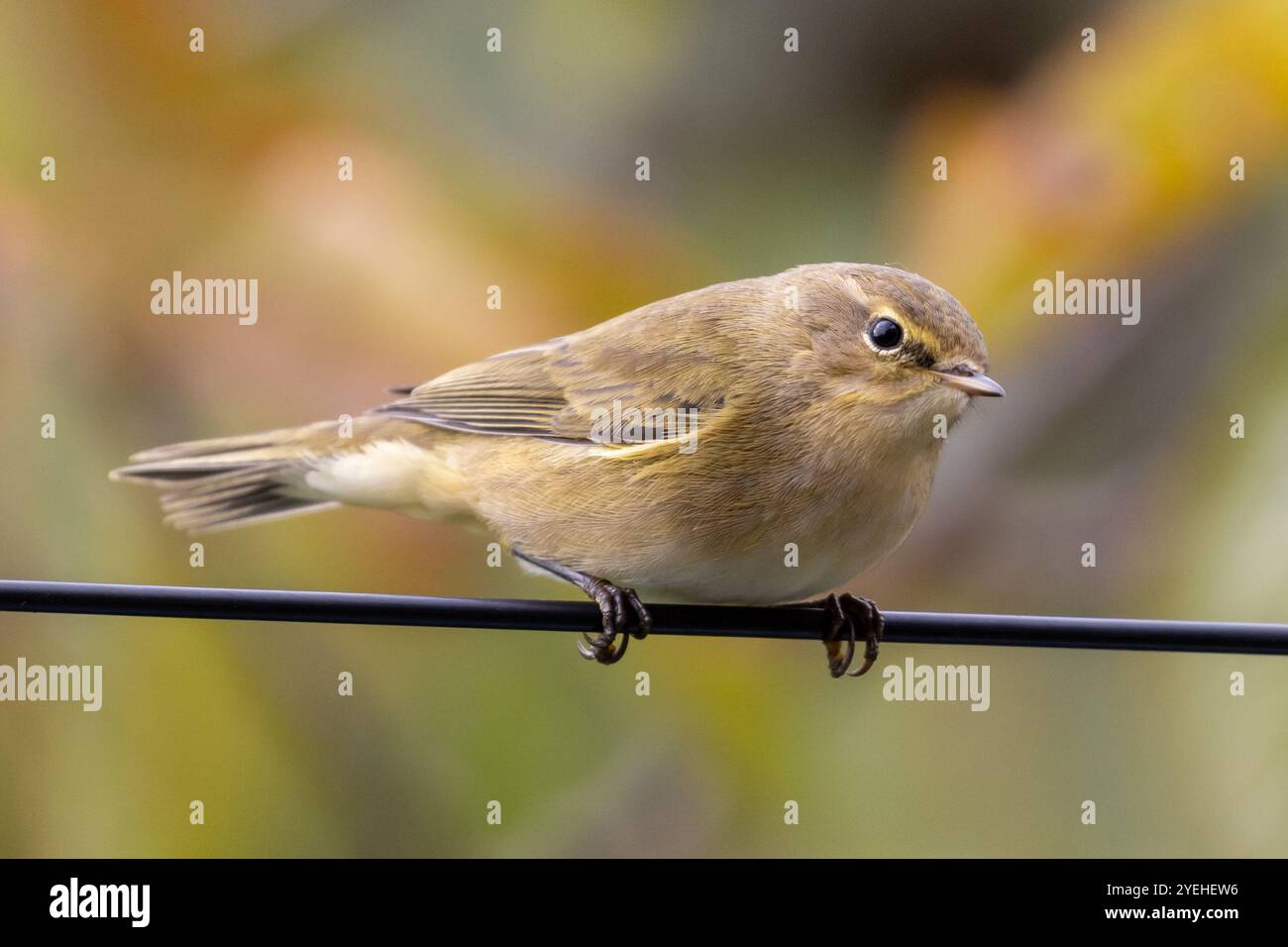 Chiffchaff bird hi-res stock photography and images - Alamy