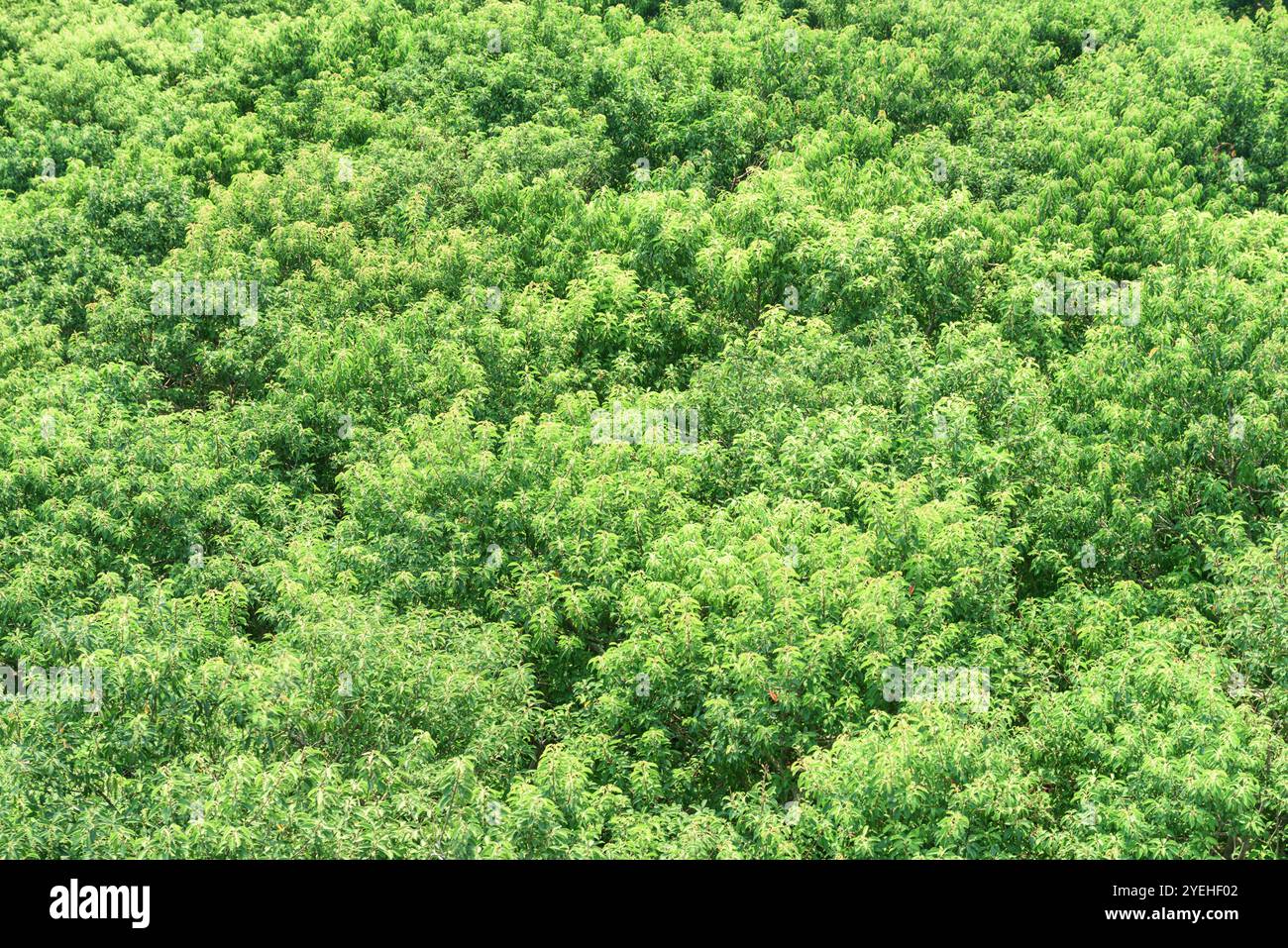Beautiful view mangrove trees hi-res stock photography and images - Alamy