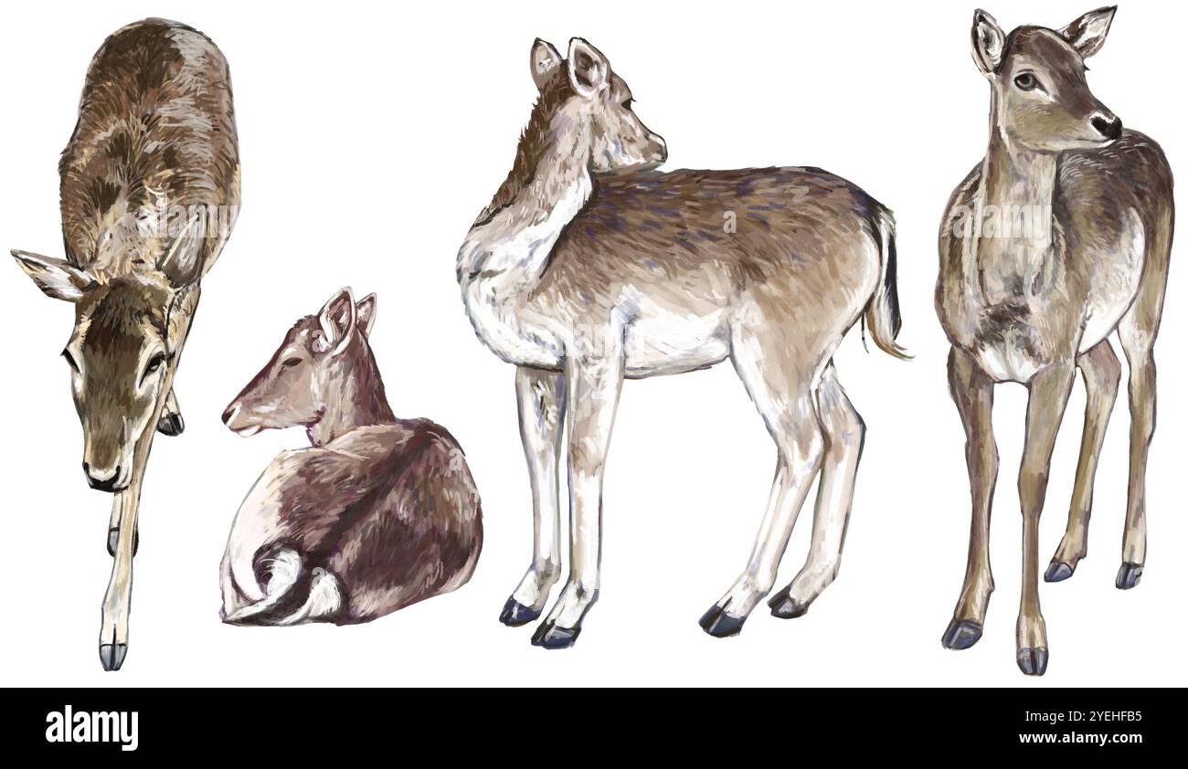 Deer illustration set - hand drawn digital animal illustrations Stock ...