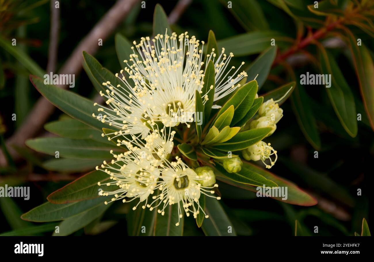 Cluster of fluffy creamy white flowersand buds of Little Penda ...