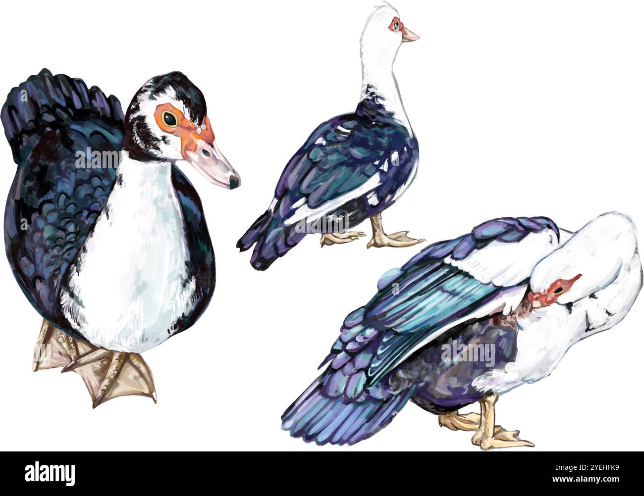 Muscovy duck illustration set - hand drawn digital animal illustrations ...